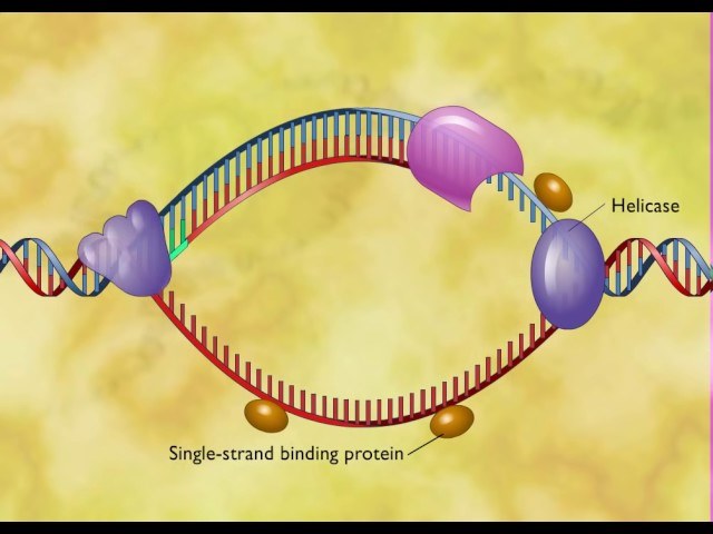 Dna Replication Animation