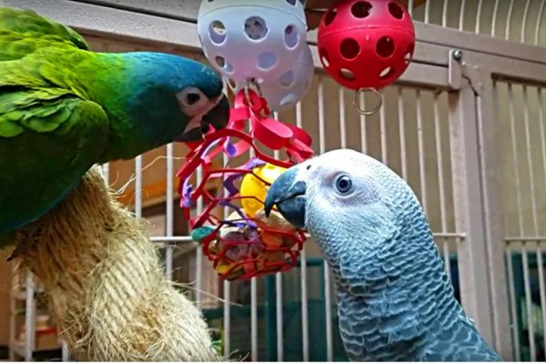 Virtual Enrichment Journal Club - AALAE