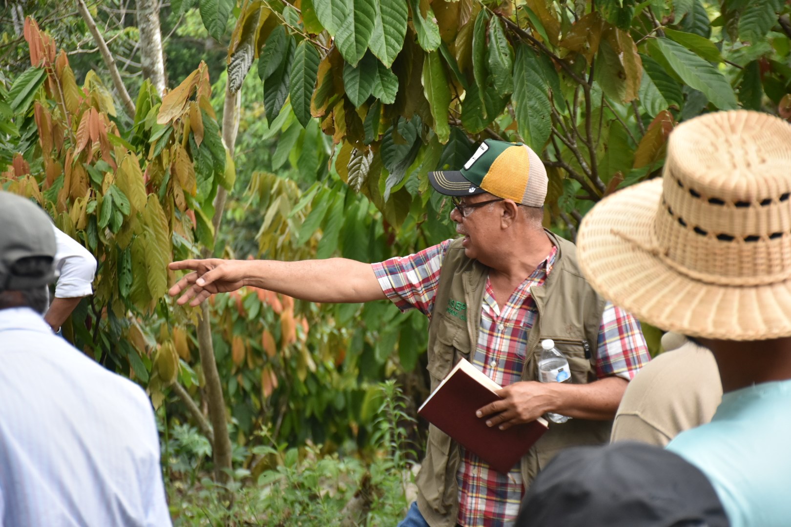 Ruta Hacia El Incremento De Productividad De Cacao En Honduras