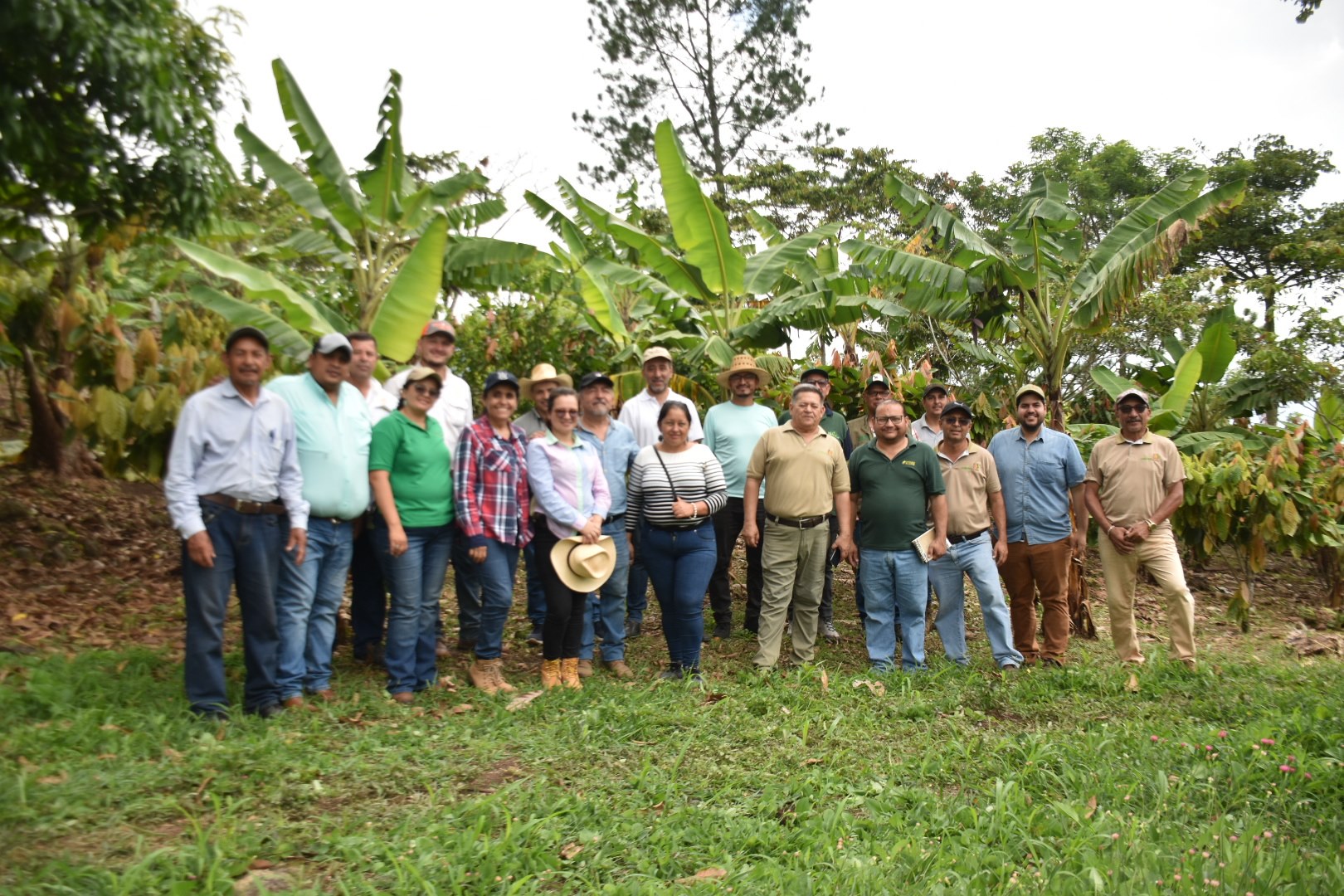 Ruta Hacia El Incremento De Productividad De Cacao En Honduras